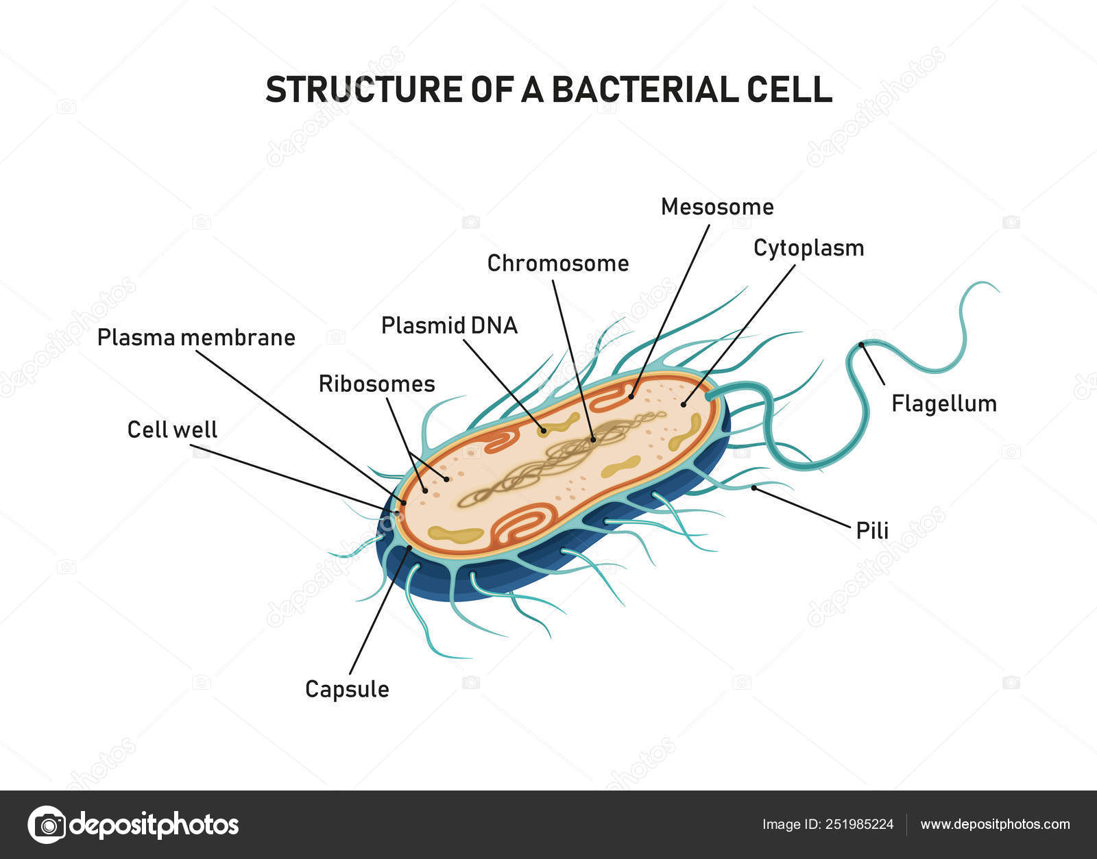 Estructura de una célula bacteriana Vector de stock #251985224 de ...