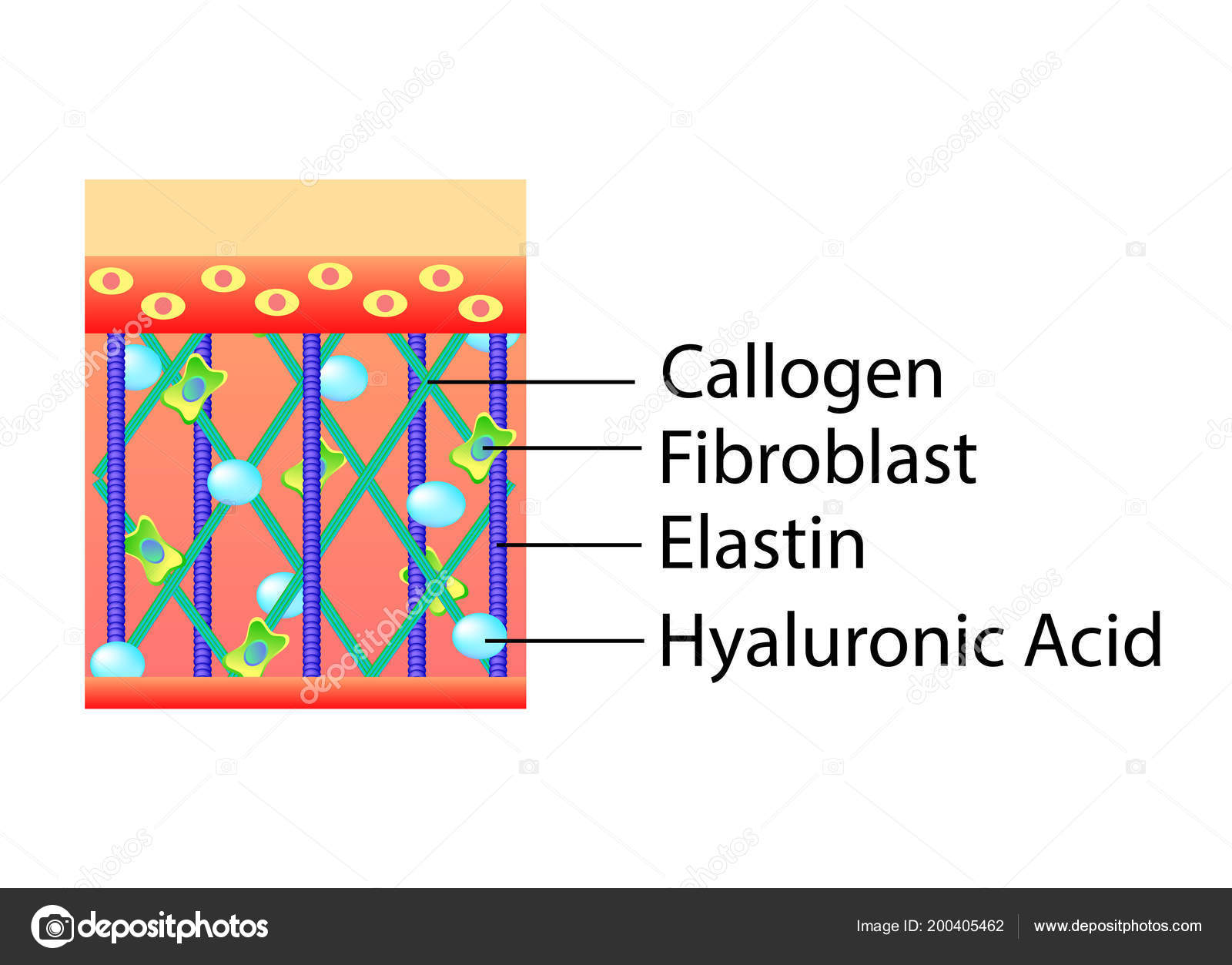 Vector scheme of skin, for cosmetological and healthcare illustrations ...