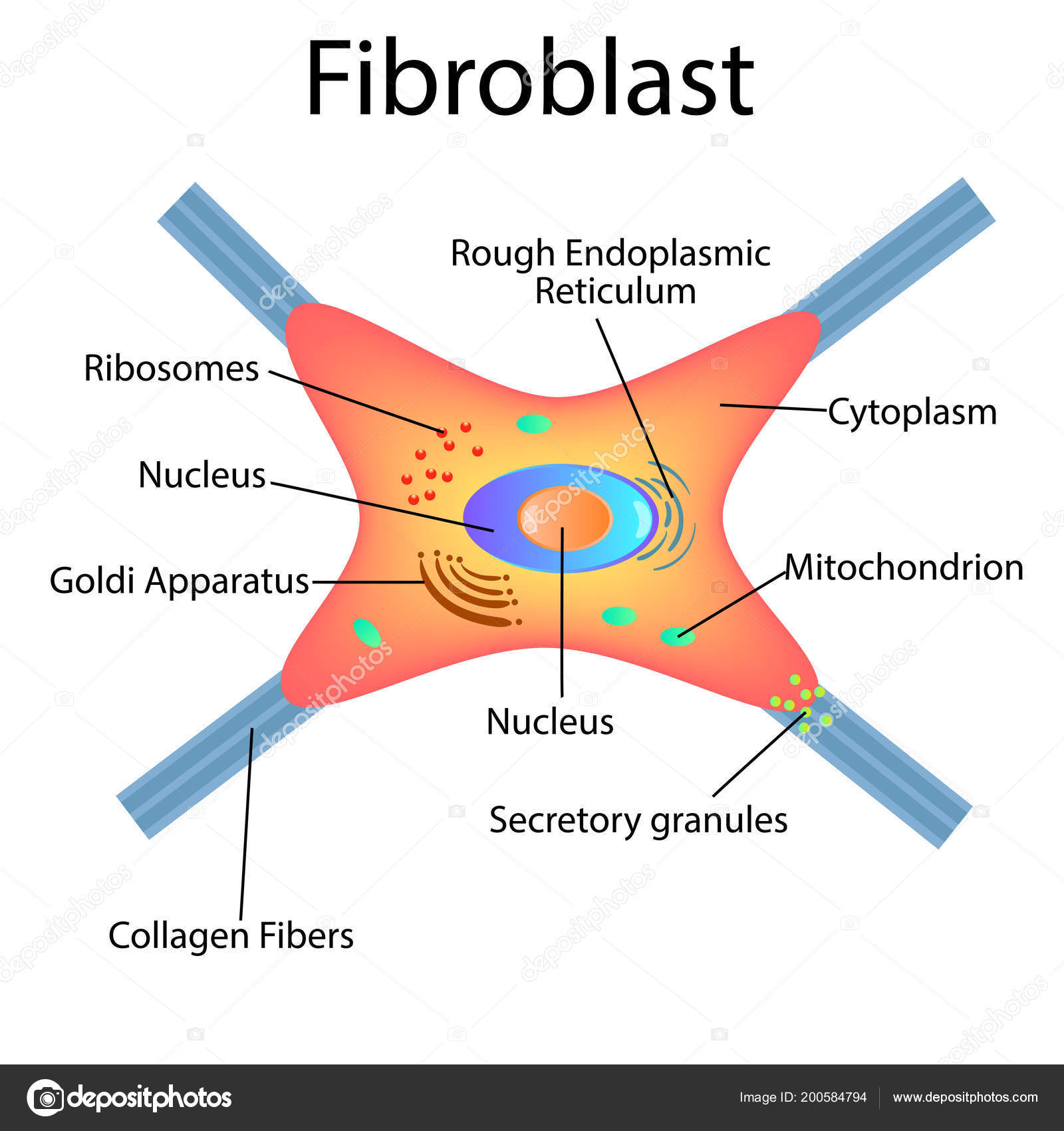 Fibroblast is a dermis cell. Structure of Fibroblast cell. Stock Vector ...