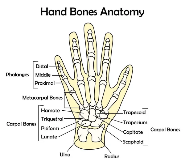 Popis grafu reflexologie ruky — Stock Vektor © Furian #49020363