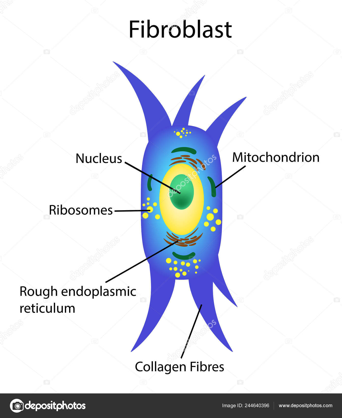 Fibroblast Cell Nucleus