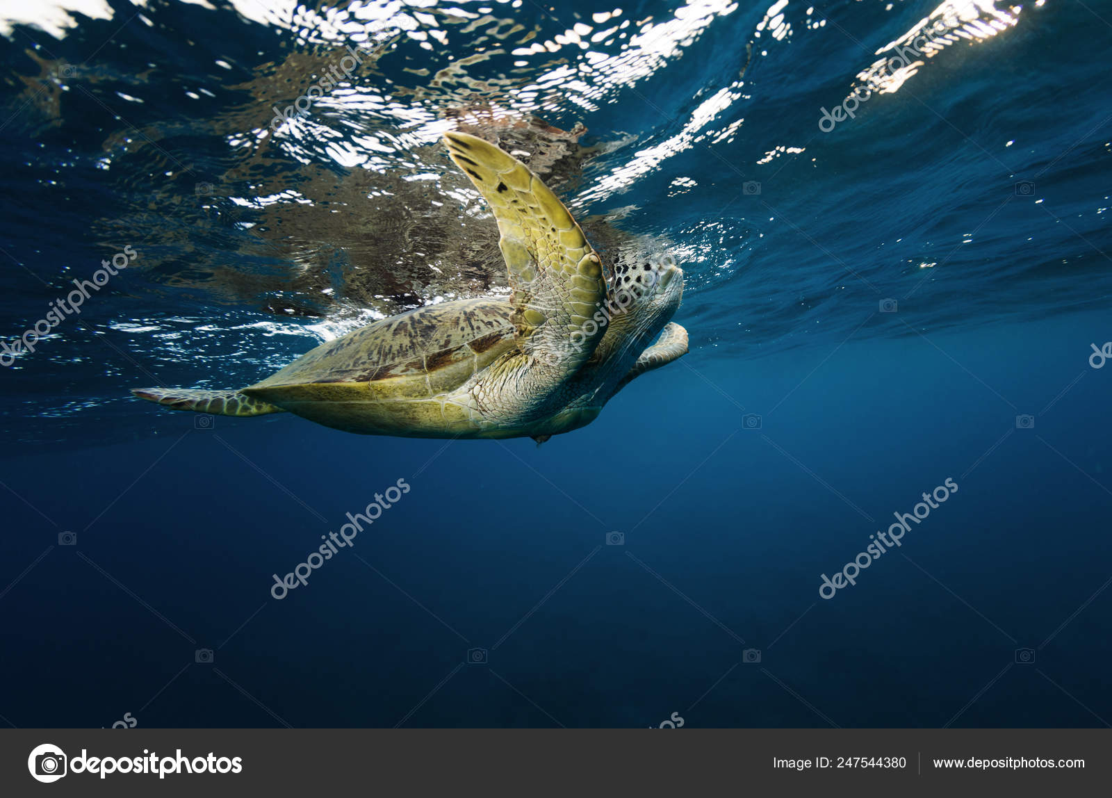 Hawksbill turtle floating in dark blue clear water Stock Photo by ©jag ...