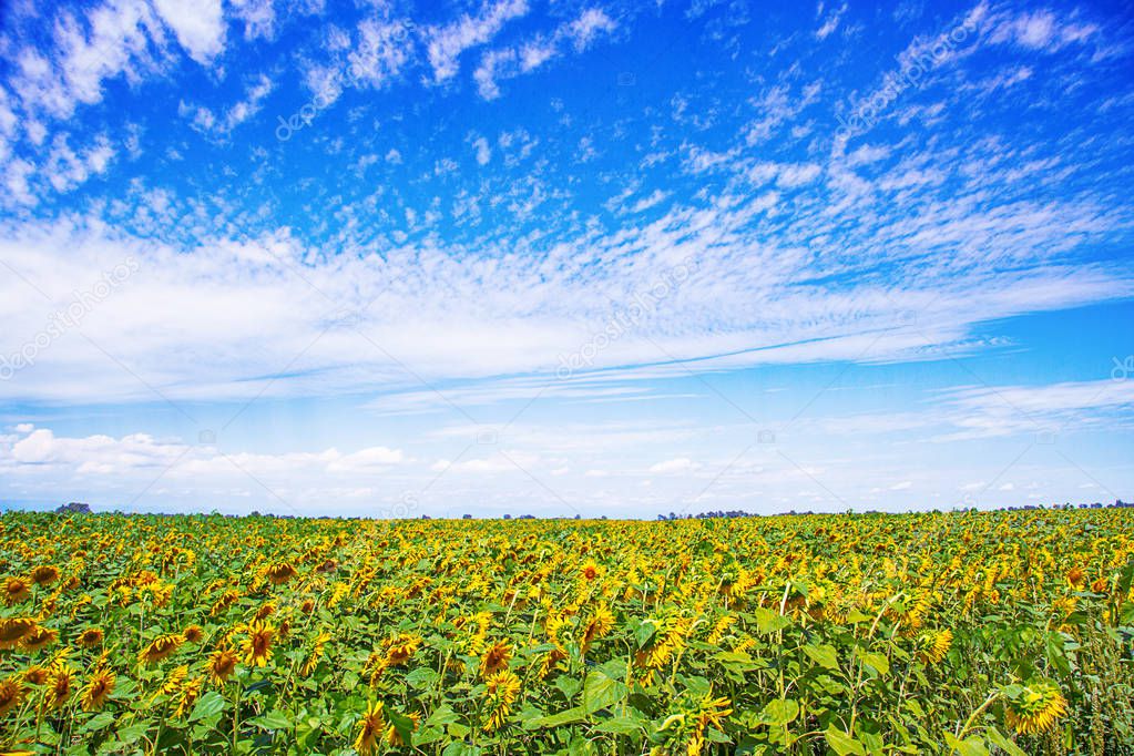 Buen tiempo soleado con algunas nubes en un cielo azul y un campo de ...