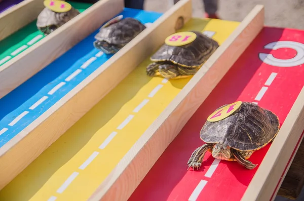 Turtle race Stock Photos, Royalty Free Turtle race Images | Depositphotos