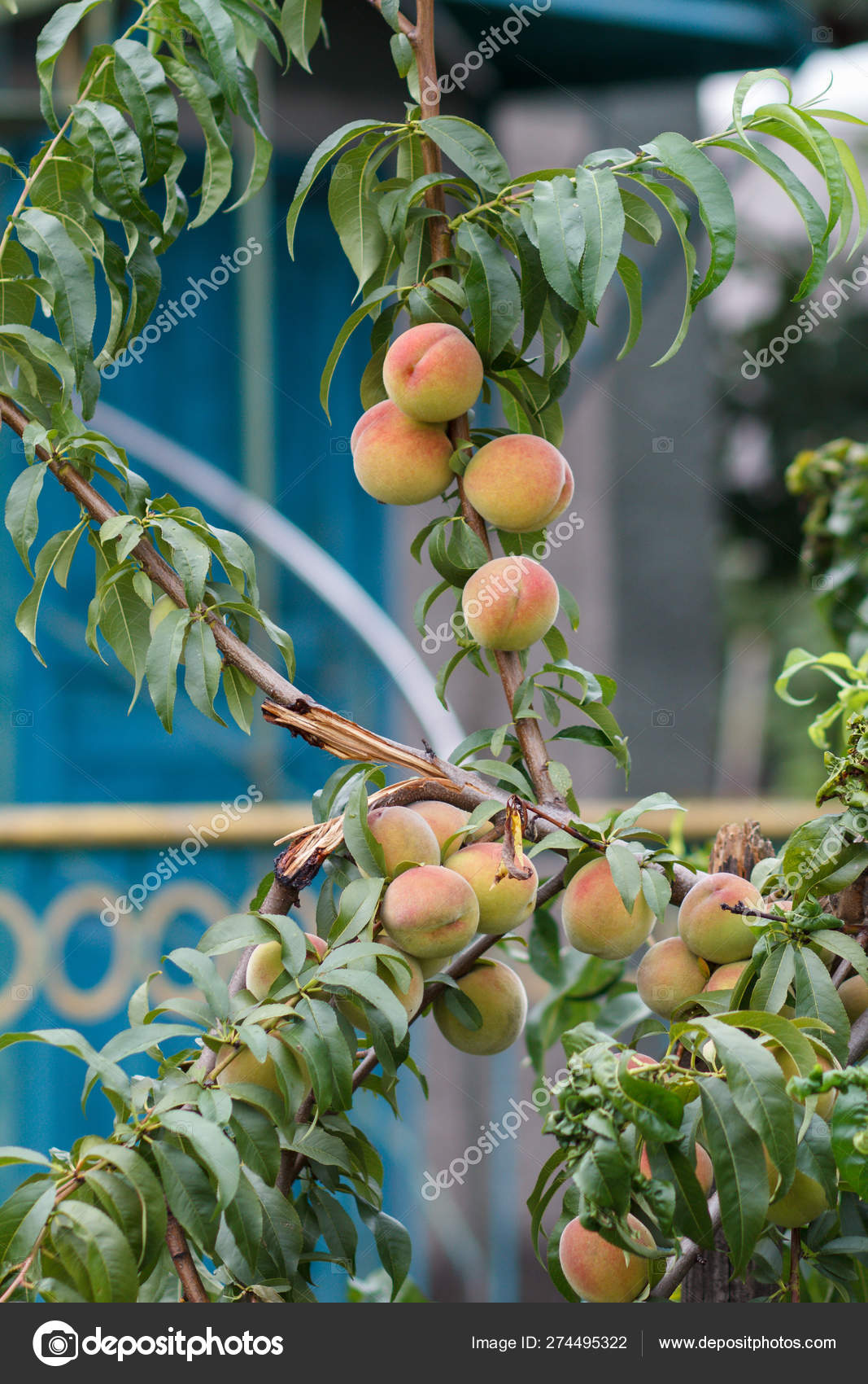 Ripe red peaches on tree in sunny day. ⬇ Stock Photo, Image by © mvg68 ...