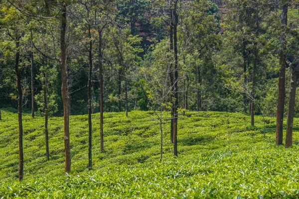 Ceylon tea plantation Stock Photos, Royalty Free Ceylon tea plantation ...