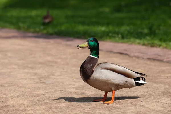 The duck walks Stock Photos, Royalty Free The duck walks Images ...
