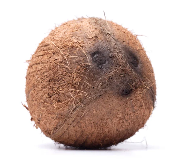 Big Coconut Isolated White Background — Stock Photo © coffeemill #390971628