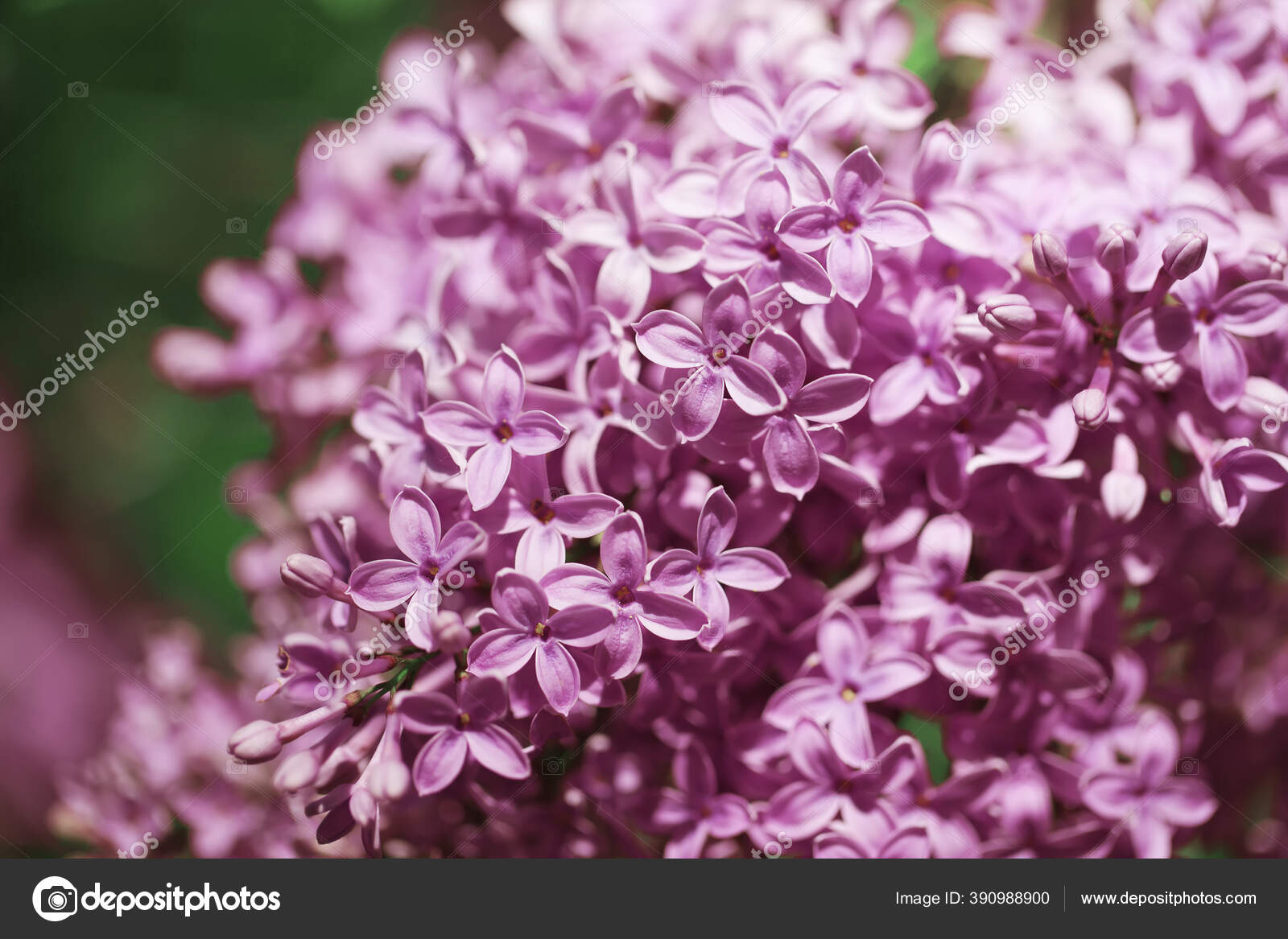 Beautiful Lilac Bushes Soft Background Spring Mood Stock Photo by ...
