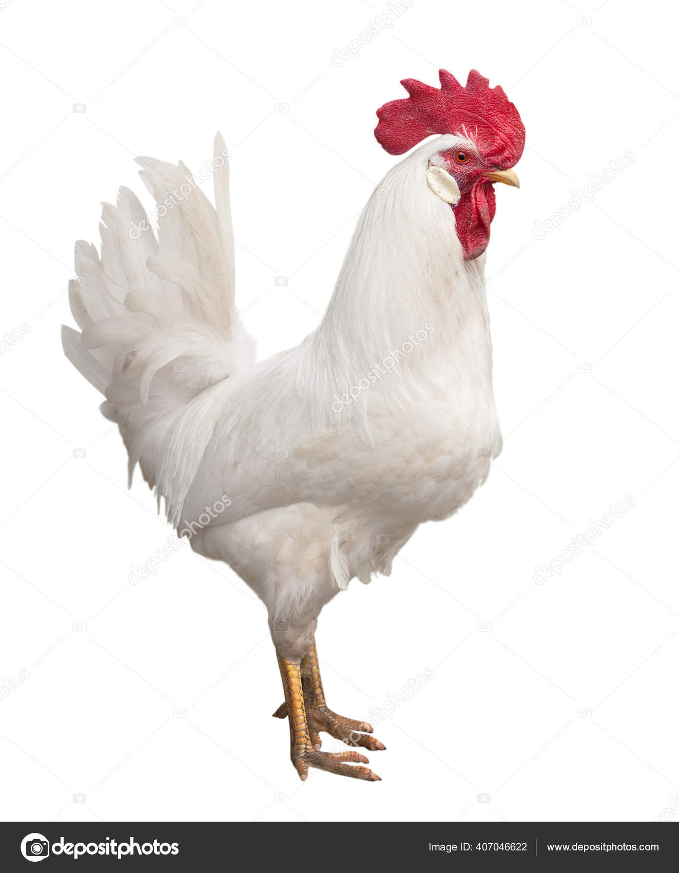 Gallo Blanco Aislado Sobre Fondo: fotografía de stock © coffeemill #407046622 | Depositphotos