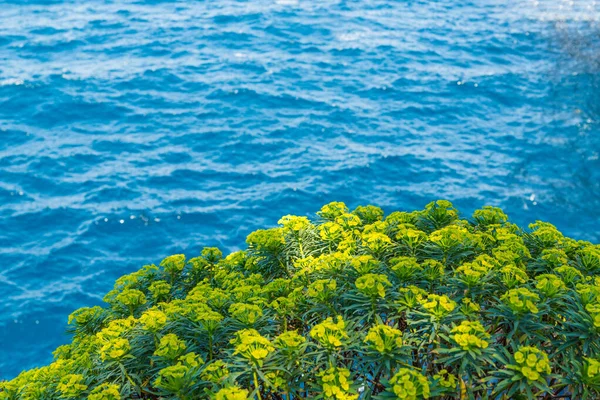 Plante et mer bleue images libres de droit, photos de Plante et mer ...