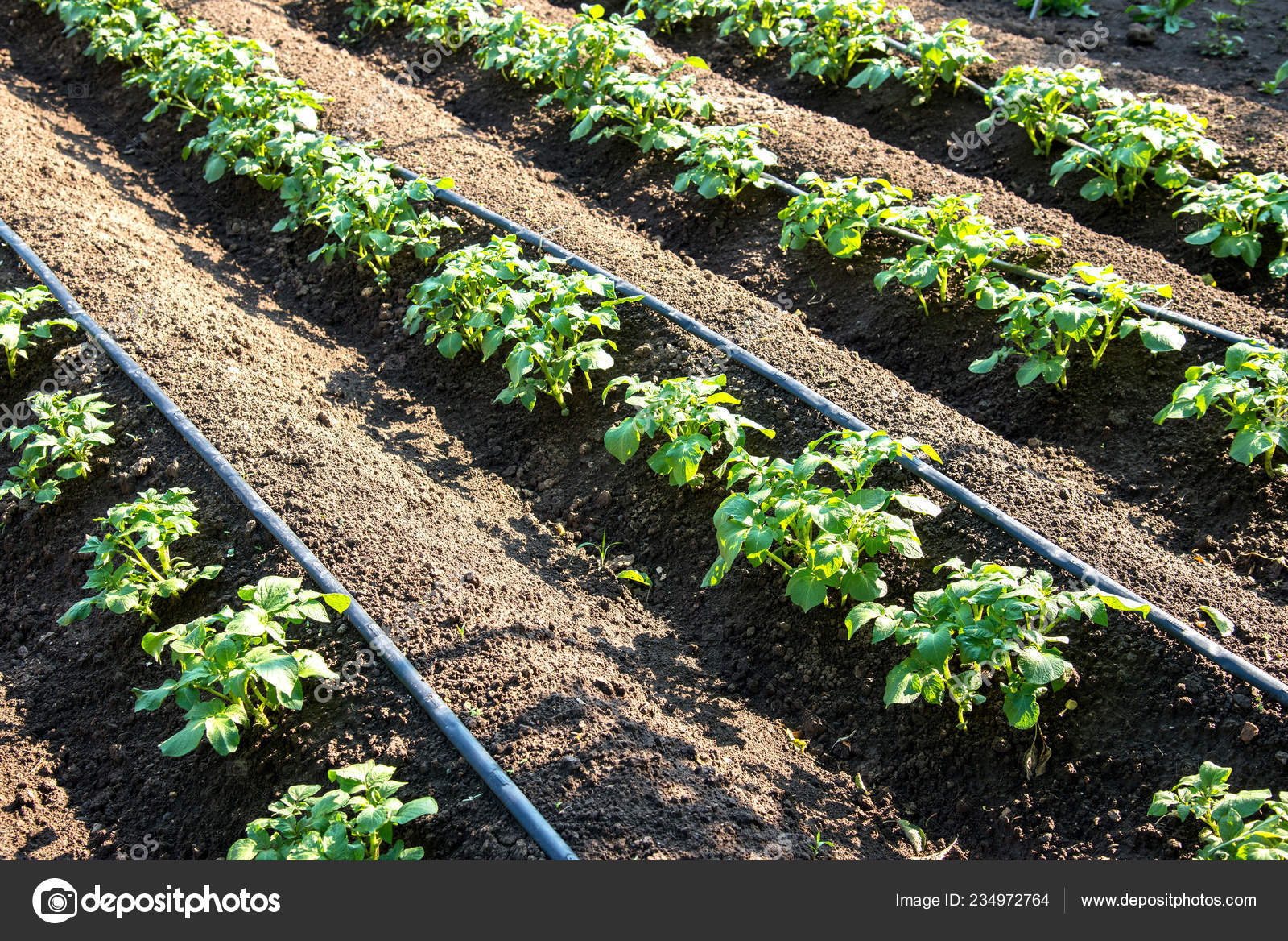 Rows Young Potatoes Plants Drip Irrigation Garden Selective Focus Copy ...