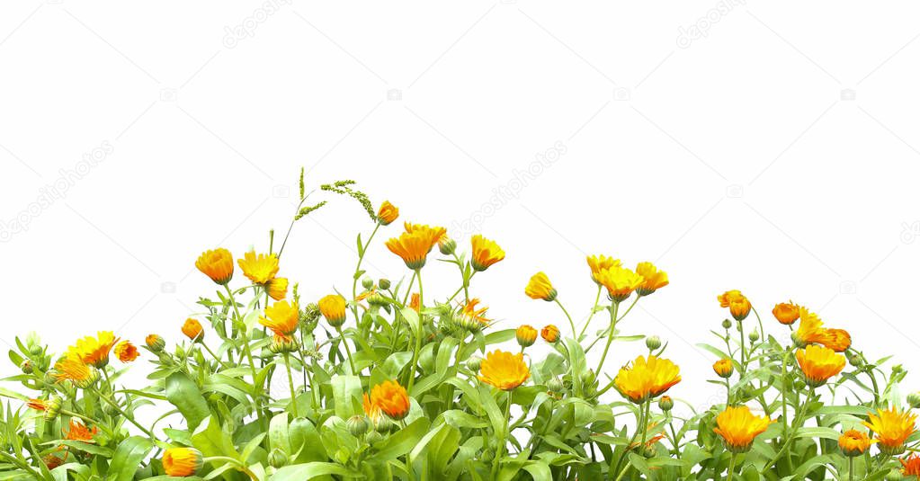 Orange Calendula officinalest creciendo aislado sobre fondo blanco ...