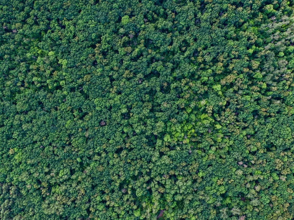 Seamless texture of the forest from height to perspective Stock Photo ...