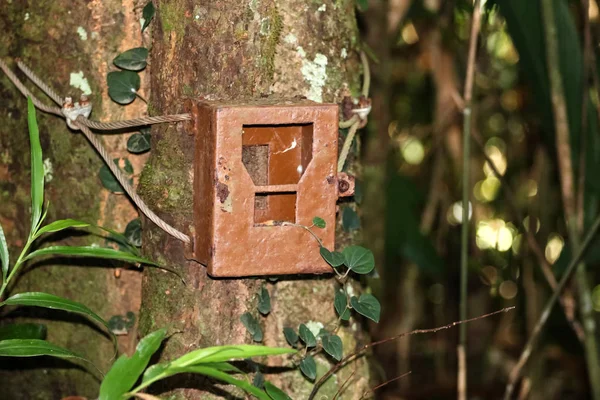 Old and New Camera trap box or case attaches to a tree in the rain ...