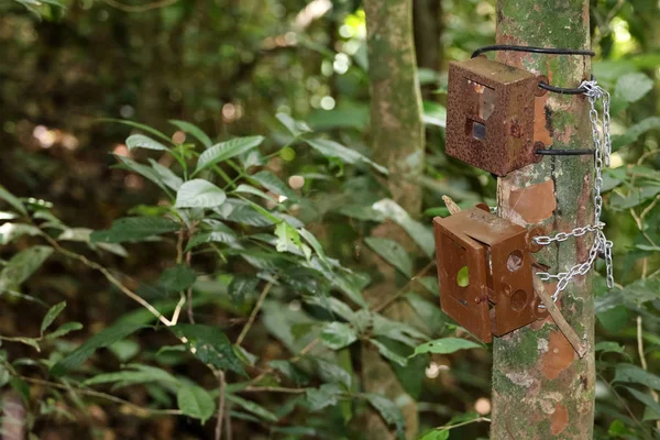 Old and New Camera trap box or case attaches to a tree in the rain ...