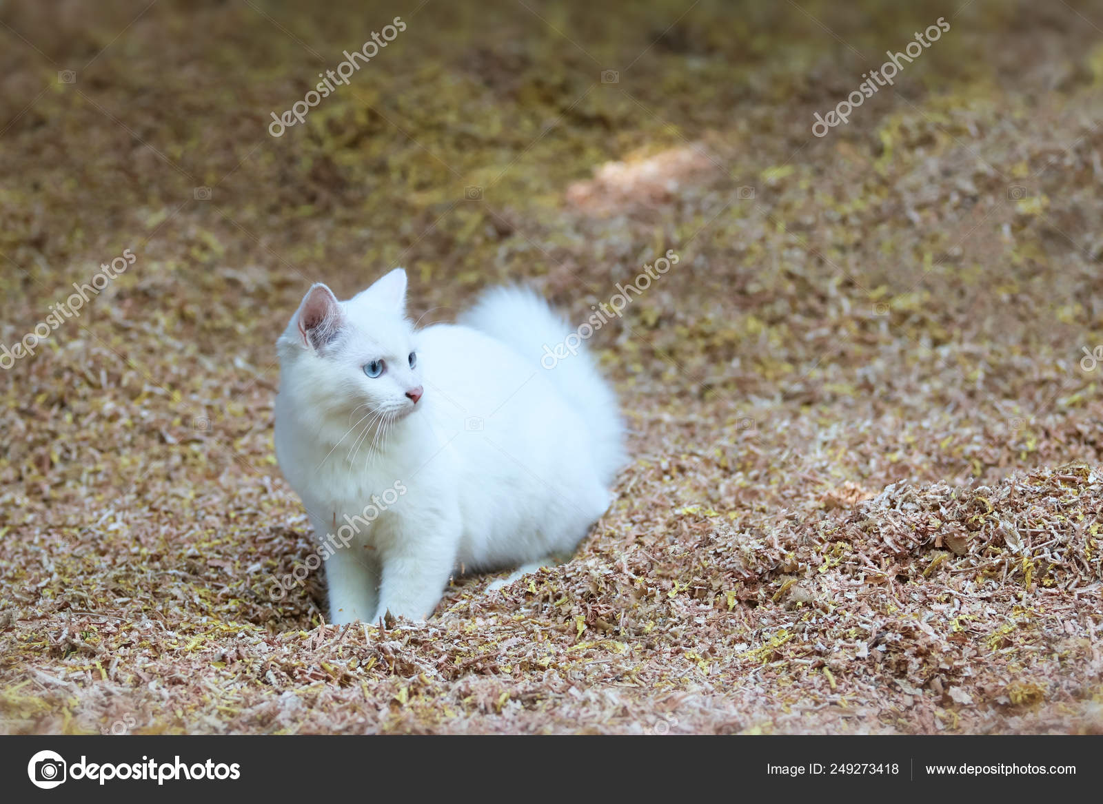Beautiful white cat playing on sawdust. — Stock Photo © gonnjdi.gmail ...