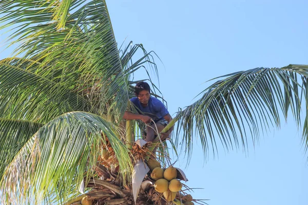 Coconut and ax Stock Photos, Royalty Free Coconut and ax Images ...