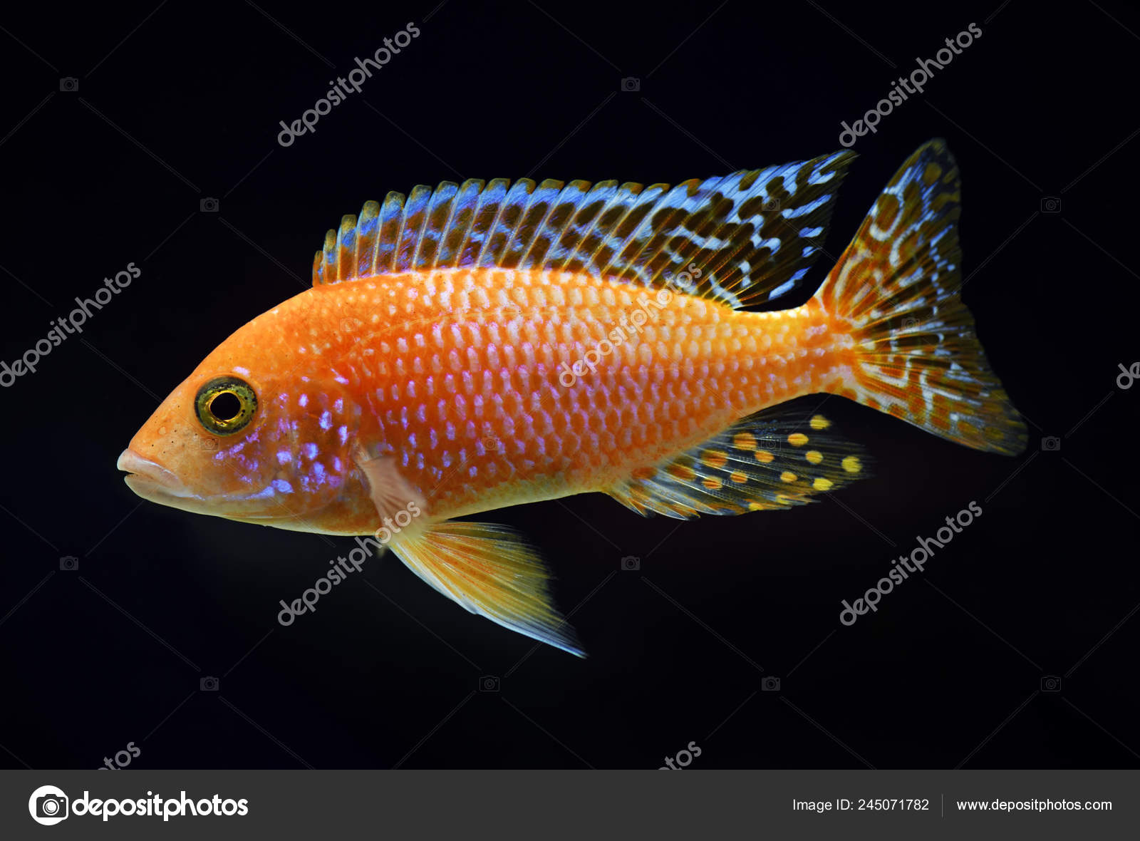 Orange Cichlid Fish
