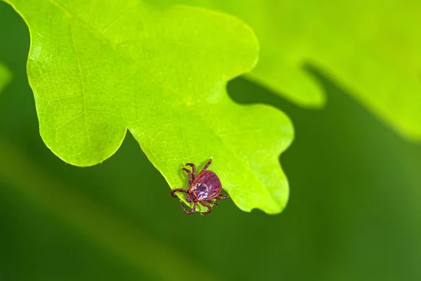 Parasite Mite Sitting Green Oak Leaf Danger Tick Bite — Stock Photo ...