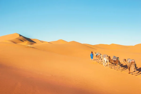 Camel caravan going through the sand dunes in the Sahara Desert Stock Photo by ©AndriiVergeles ...