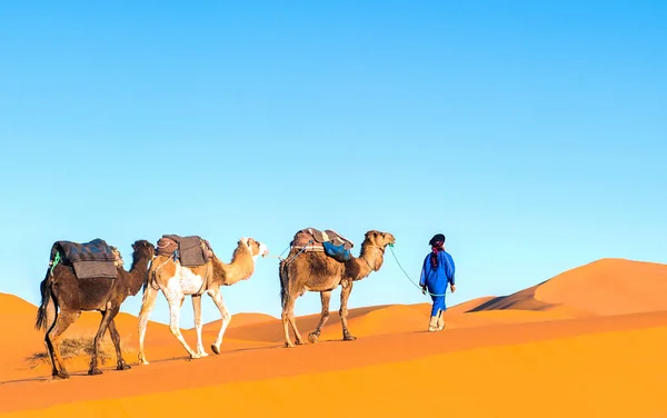 Camel caravan going through the sand dunes in the Sahara Desert. Morocco, Africa — Stock Photo ...