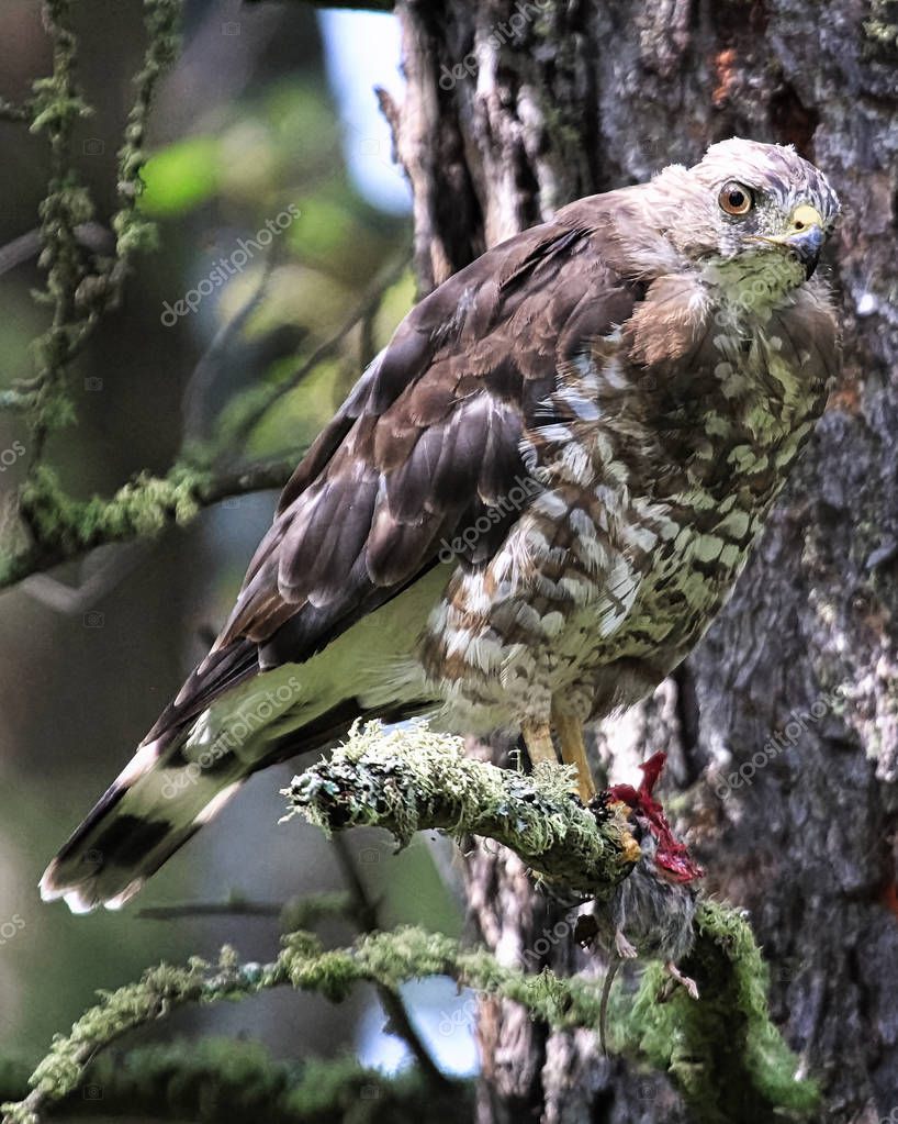 Un halcón de alas anchas se sienta en una rama con un ratón en sus ...