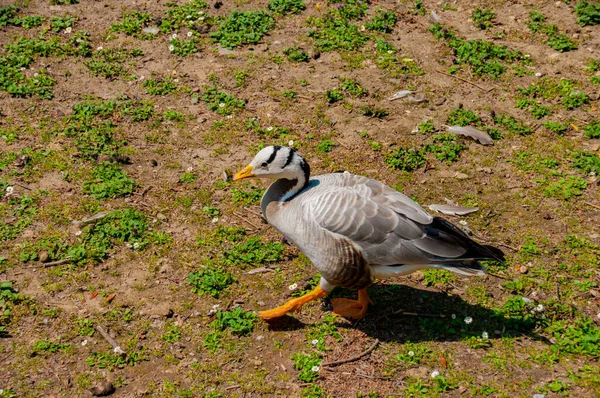 Male green goose duck Stock Photos, Royalty Free Male green goose duck ...