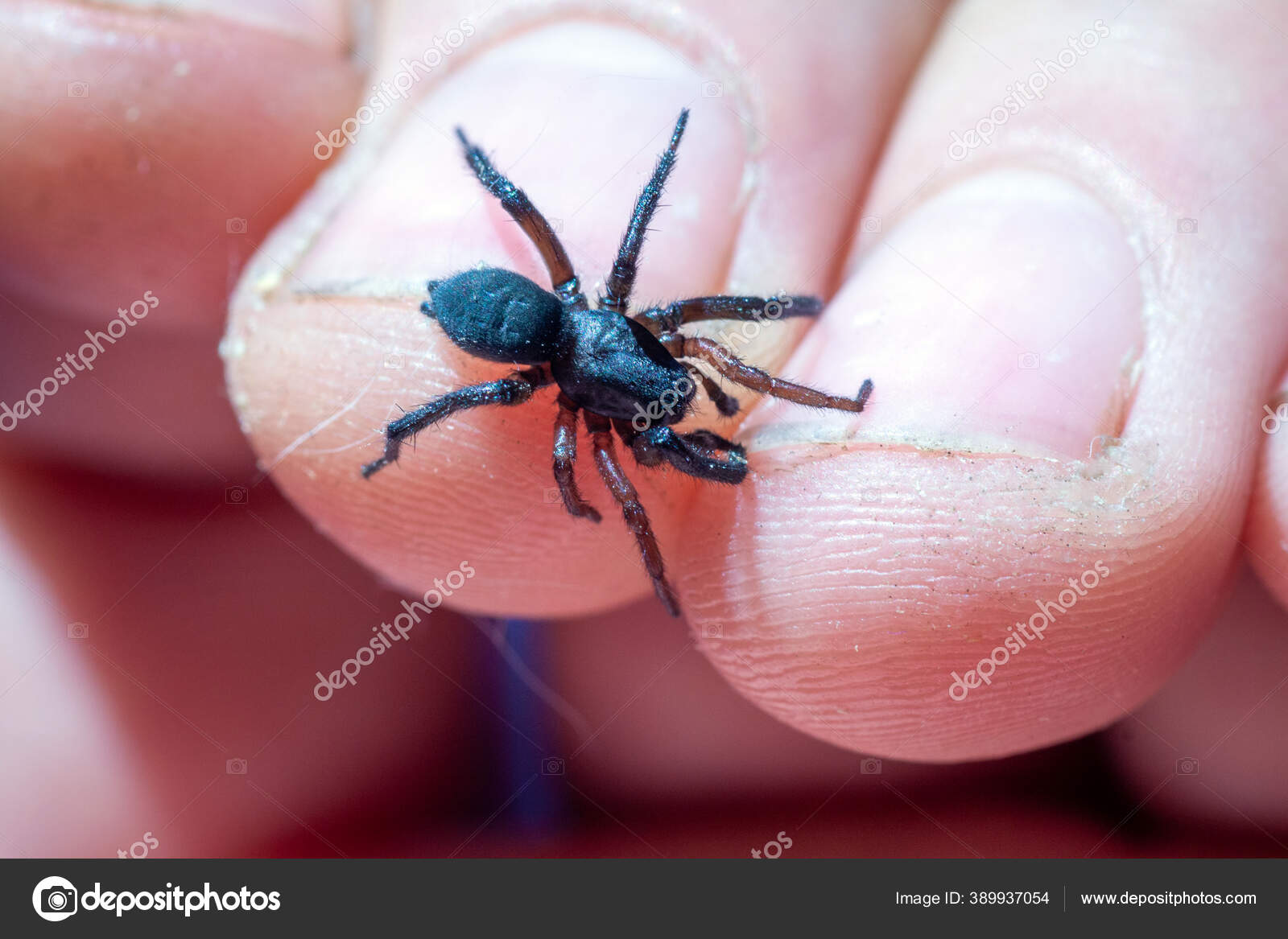 Poisonous Spider Bites