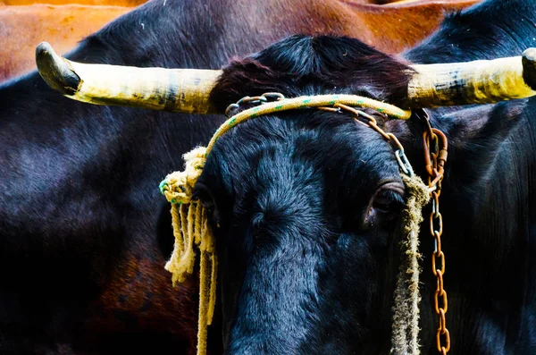 closeup of a large head of an ox tied a rope to the trough, farm animal ...