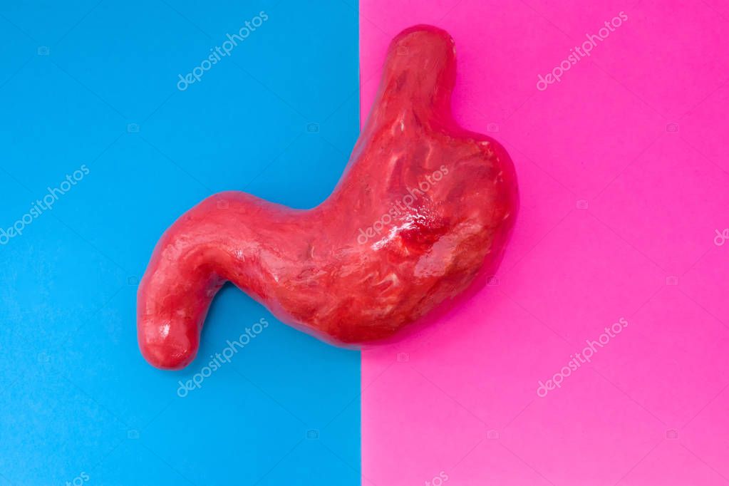 La forma anatómica del estómago se encuentra en medio del marco ...