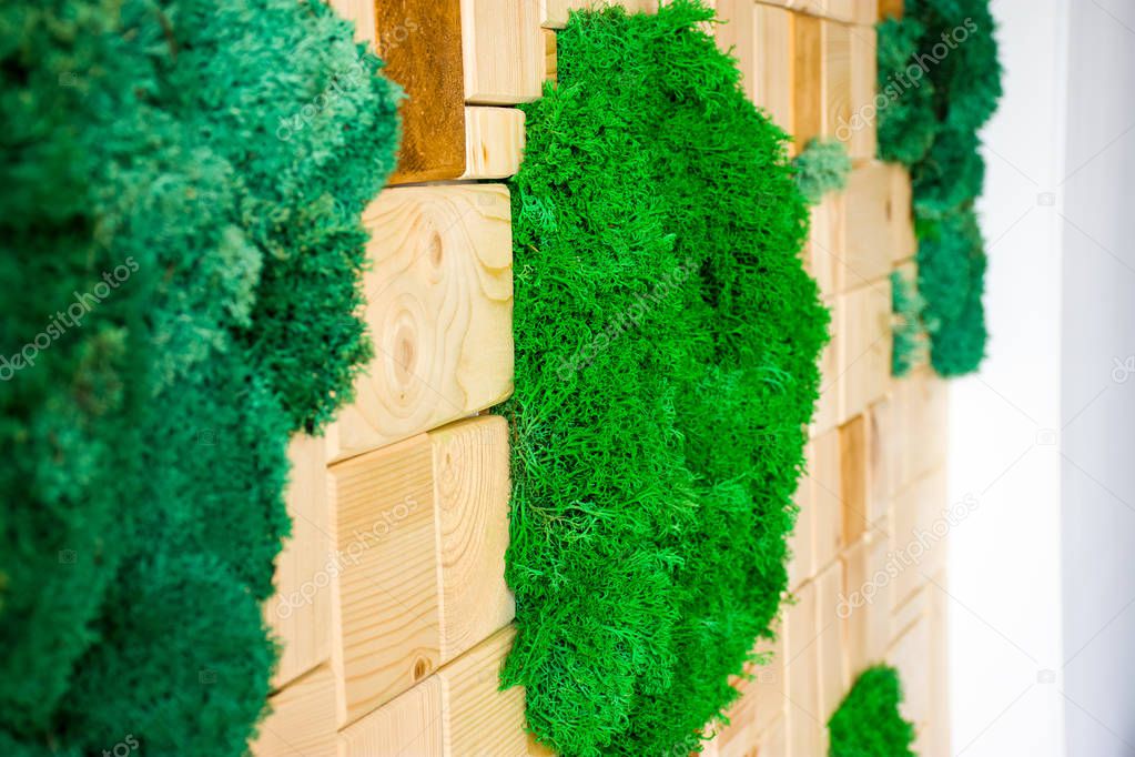 musgo verde estabilizado en la pared rodeado de ladrillos de madera en ...