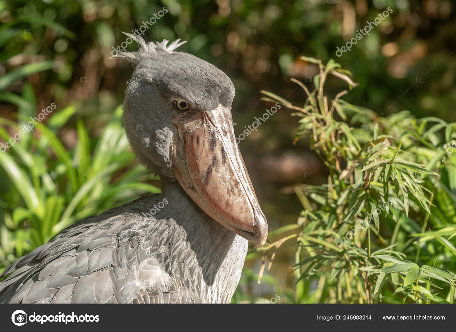 African Shoebill