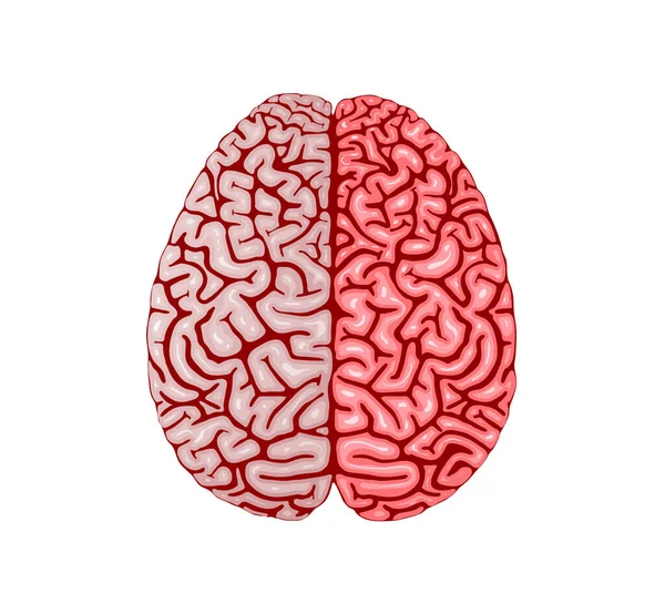 Human brain top view Stock Vector Image by ©MedusArt #6616034