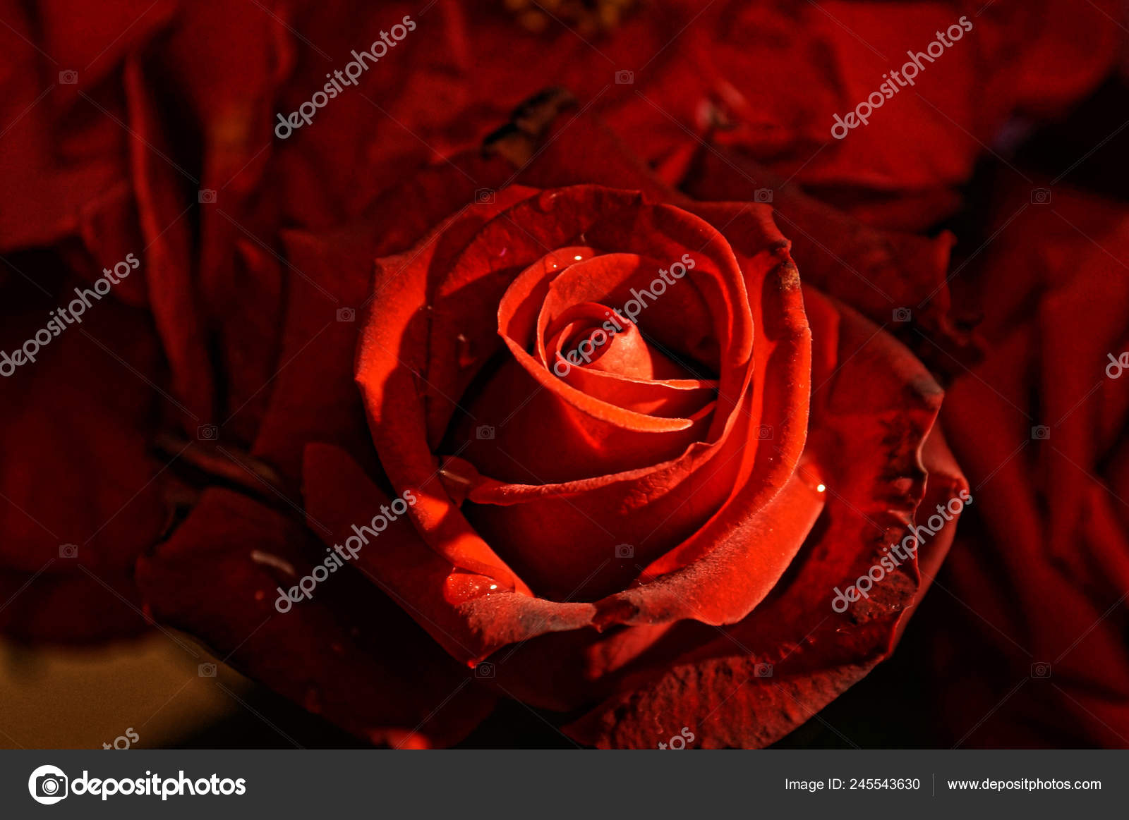 Gorgeous flower - fresh red rose in a bouquet — Stock Photo © vadim ...