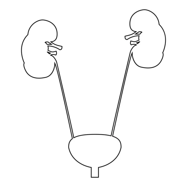 Kidney Coloring Page