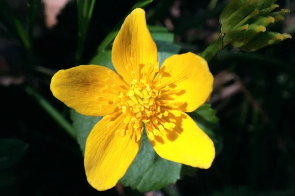 Yellow puddle Images - Search Images on Everypixel