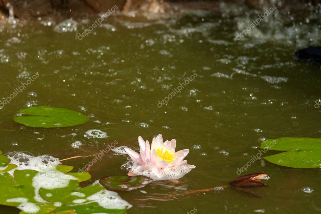 Lirio rosado agua. Una hermosa imagen de verano de una flor que crece ...