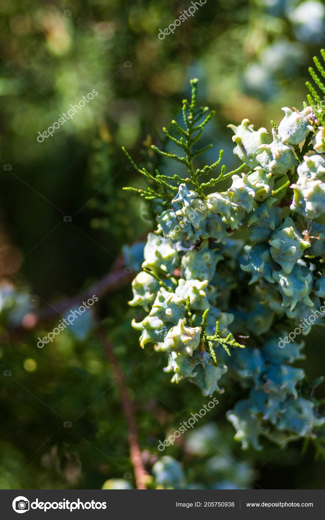 Incense Cedar Tree Calocedrus Decurrens Branch Close Thuja Cones Branch ...