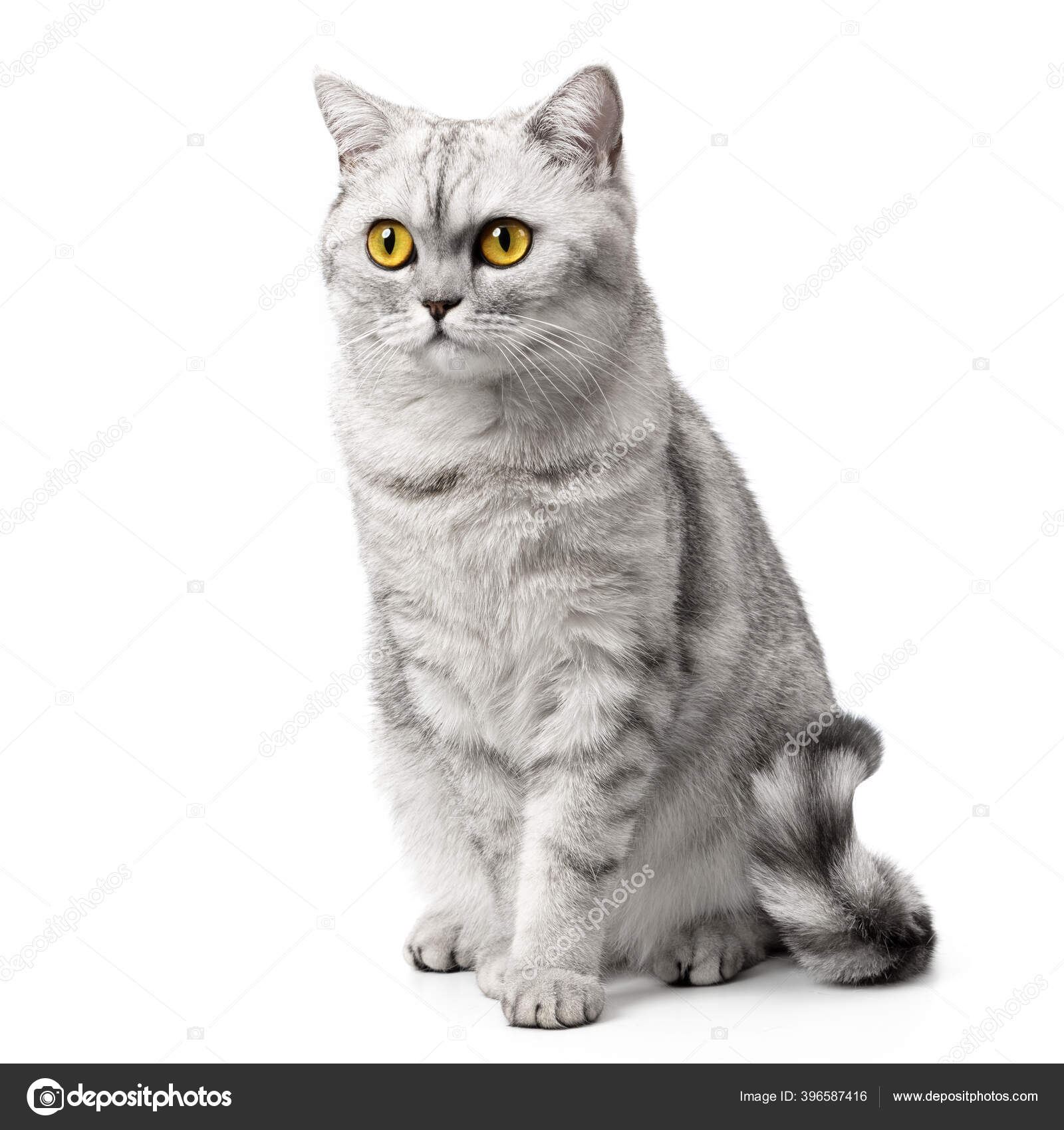 Sitting Cat Front Short Hair