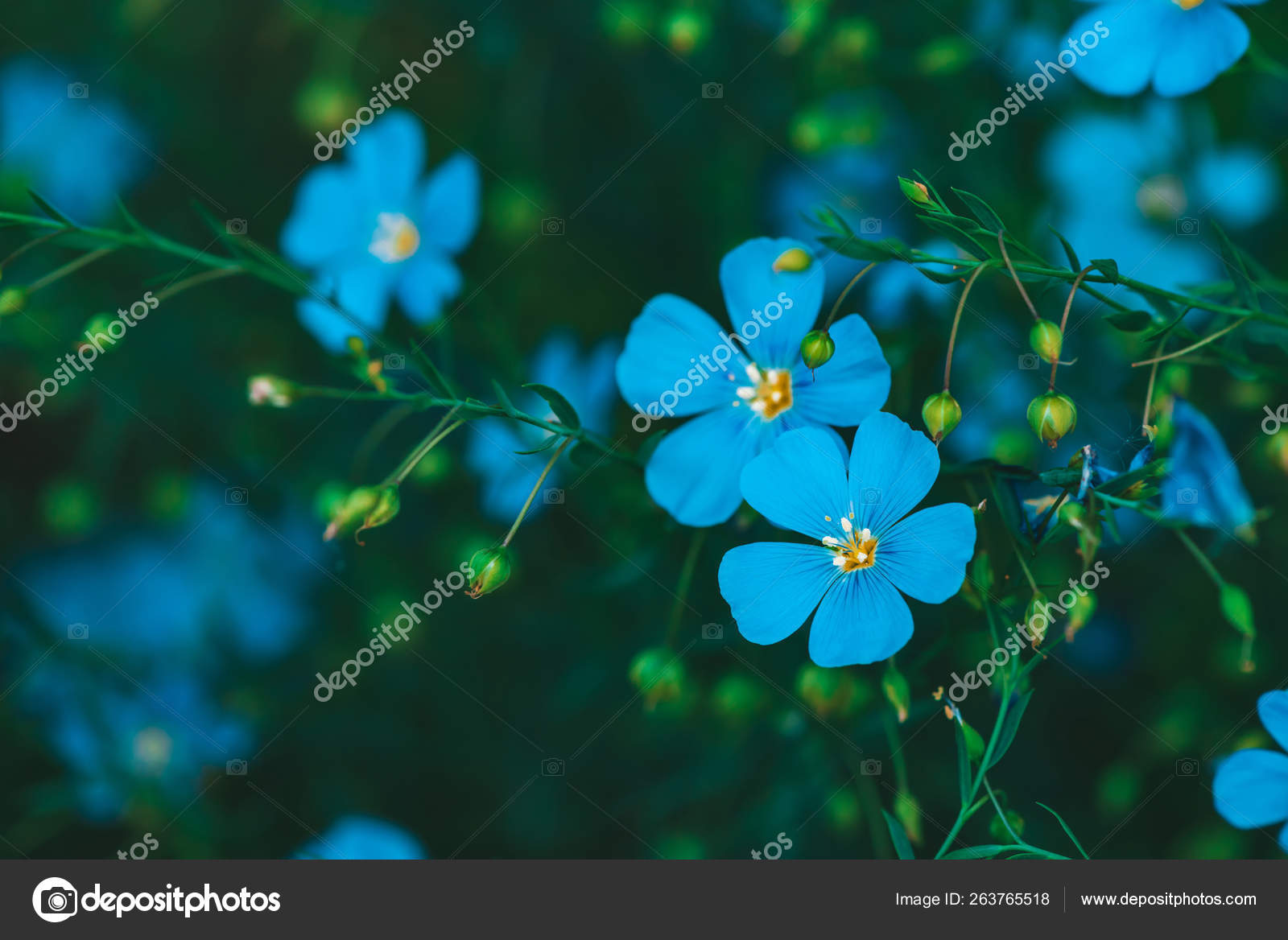 Amazing Bright Cyan Flowers Flax Blooming Green Background Vivid Blue ...