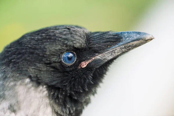 Gray crow beak Stock Photos, Royalty Free Gray crow beak Images ...