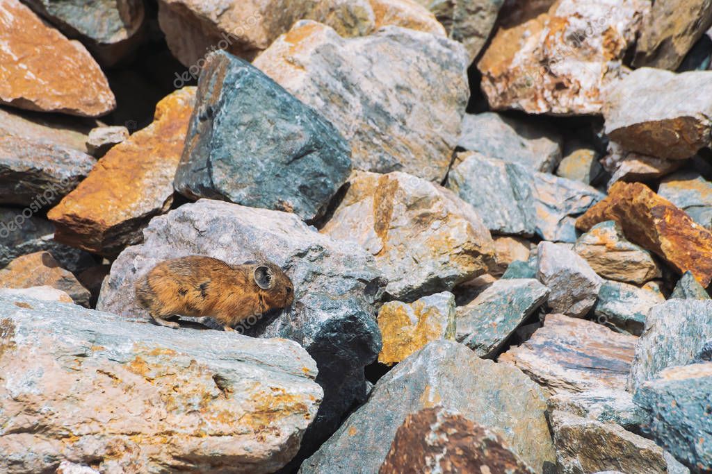 Pika roedor sobre piedras en las tierras altas. Pequeño animal curioso ...