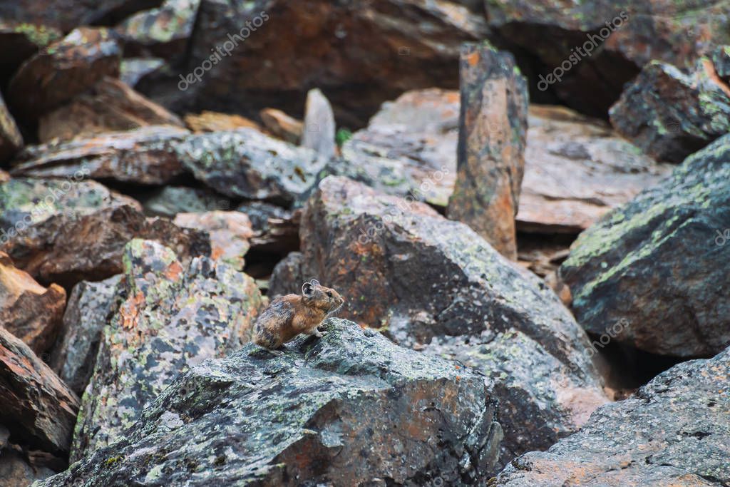 Pika roedor sobre piedras en las tierras altas. Pequeño animal curioso ...