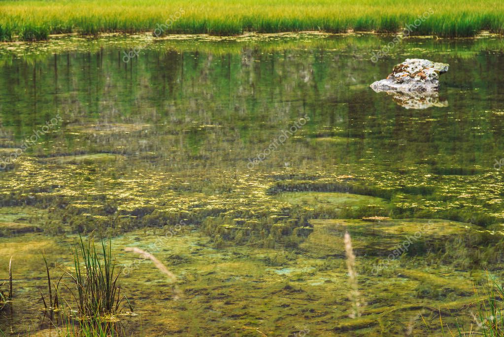 Hierba crecer en calma agua limpia de cerca. Fondo de pantanoso remanso ...