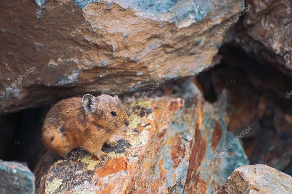 Pika roedor sobre piedras en las tierras altas. Pequeño animal curioso ...