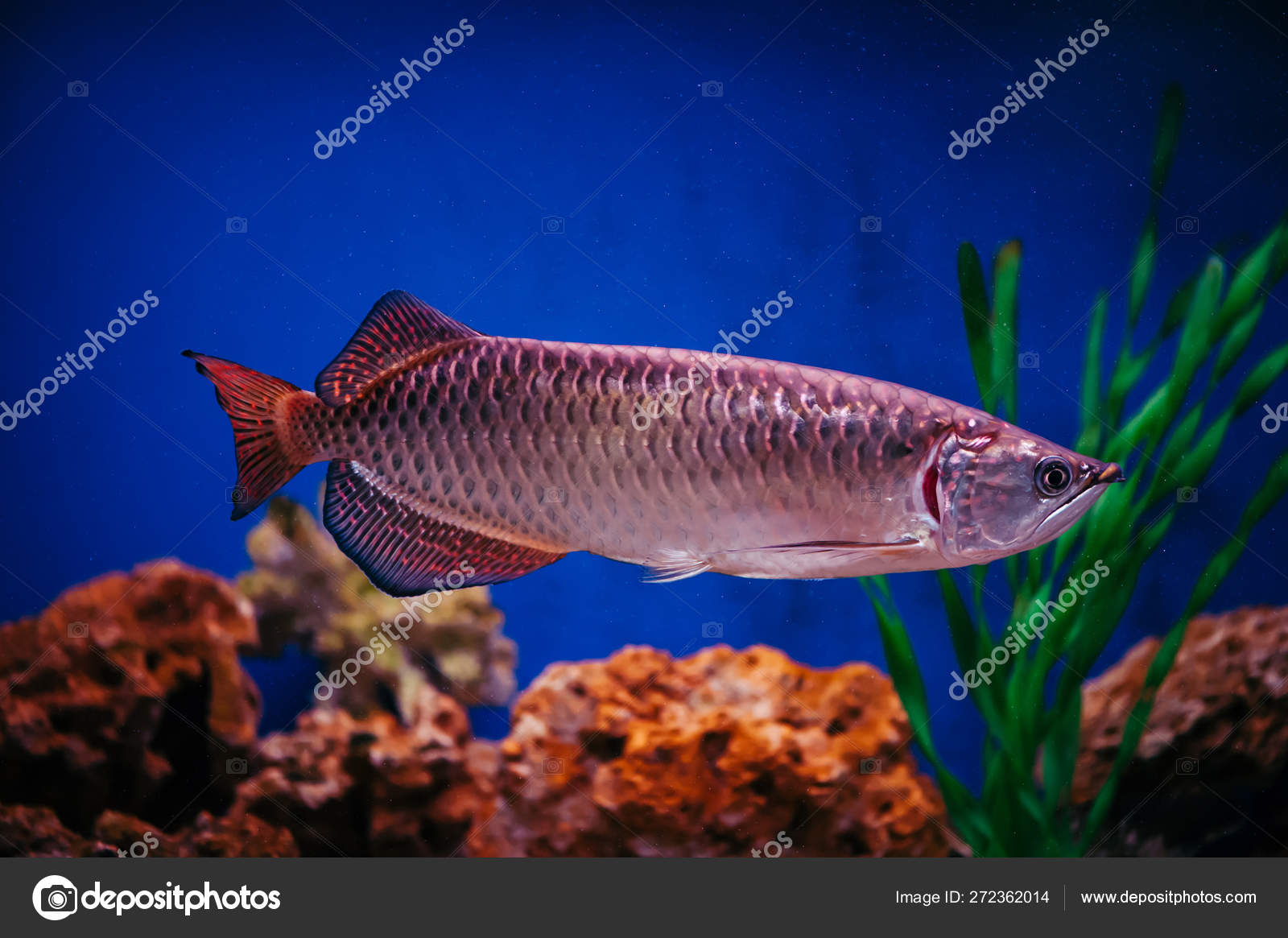 Pink Arowana Fish