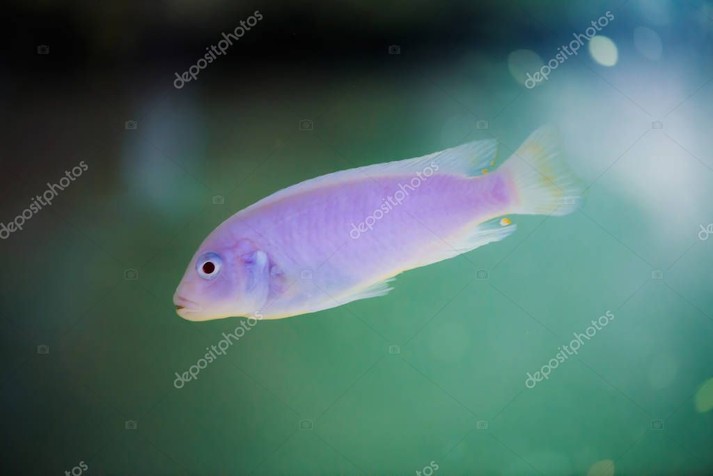 Albino Cebras peces flota en el acuario. Metriaclima pyrsonotos ...