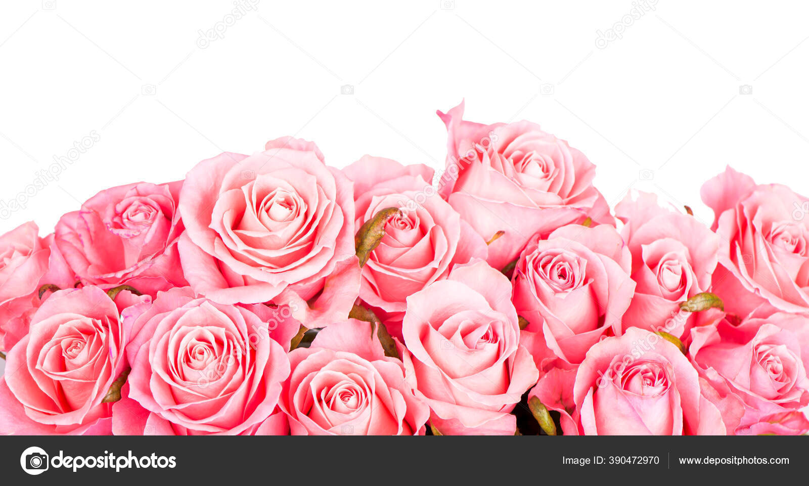 Pink Roses Isolated White Background Stock Photo by ©aprilphoto 390472970