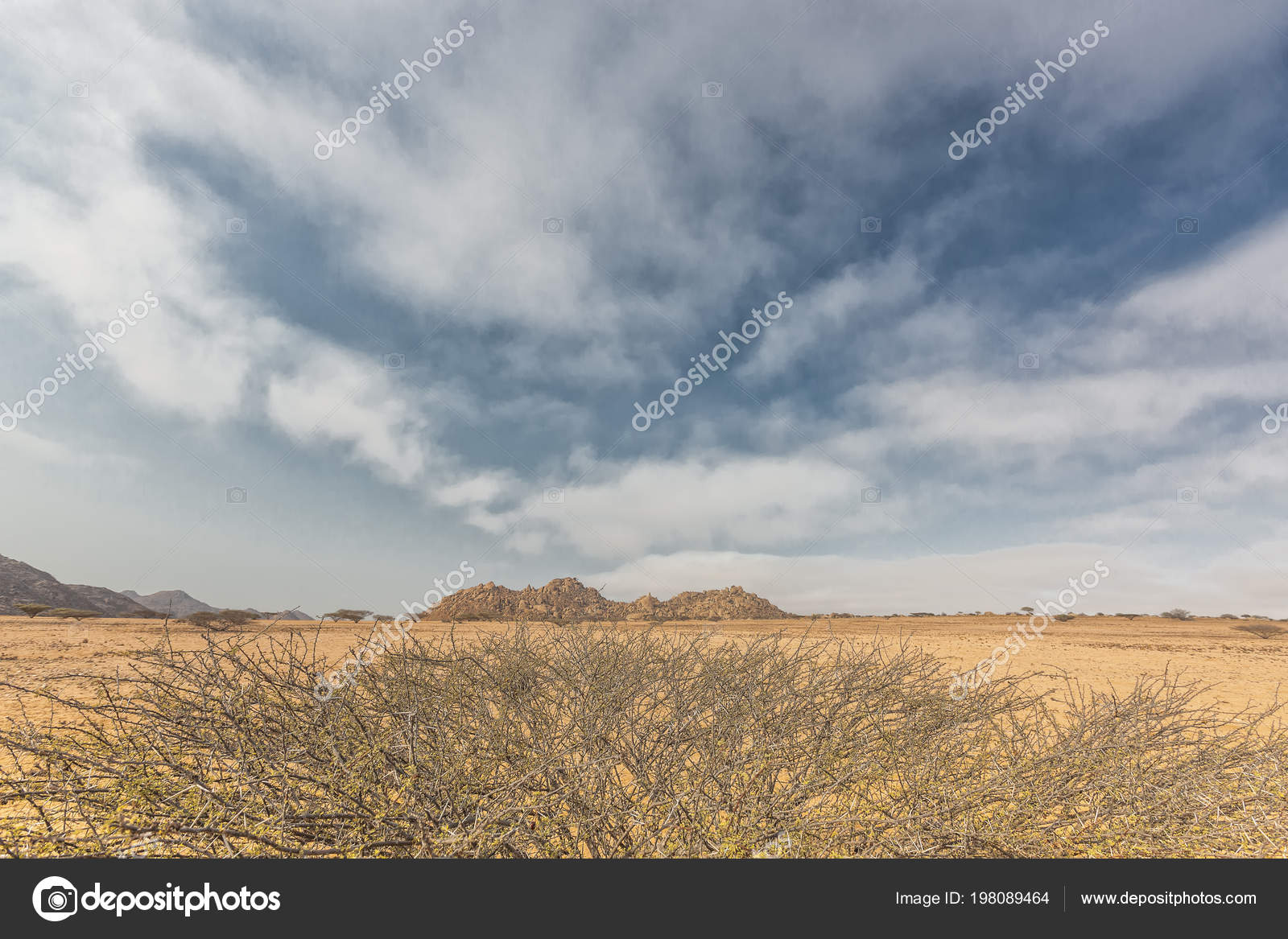 Dry Tree Known Espinheira Iona Natural Park Angola Cunene Stock Photo ...